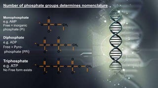 Nucleotides | PPTX