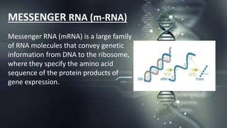 Nucleotides | PPTX