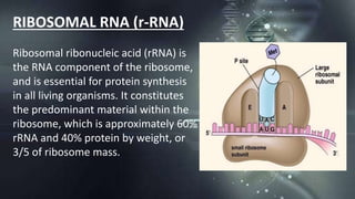 Nucleotides | PPTX