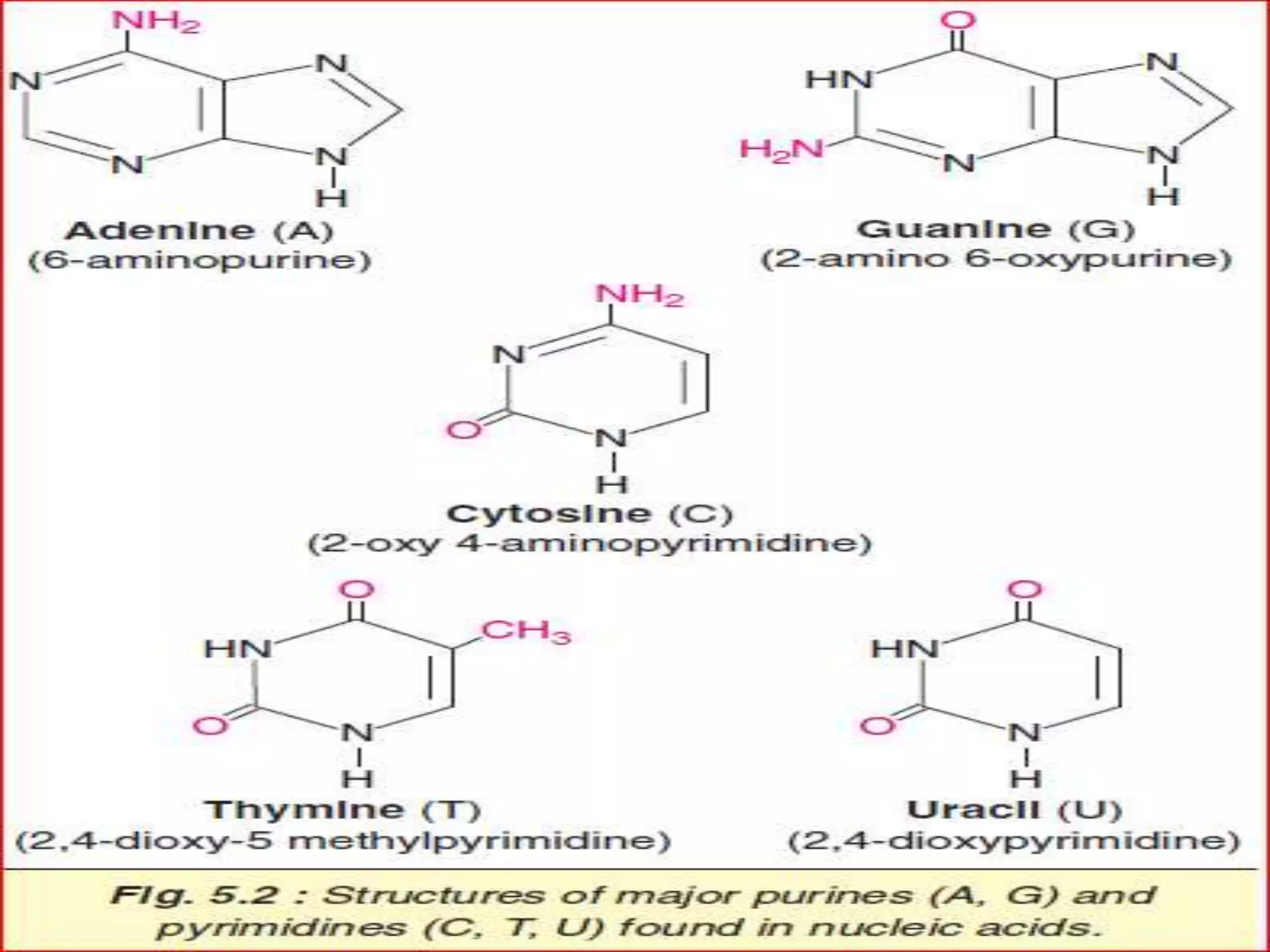 Nucleotides chemistry and metabolism | PPTX