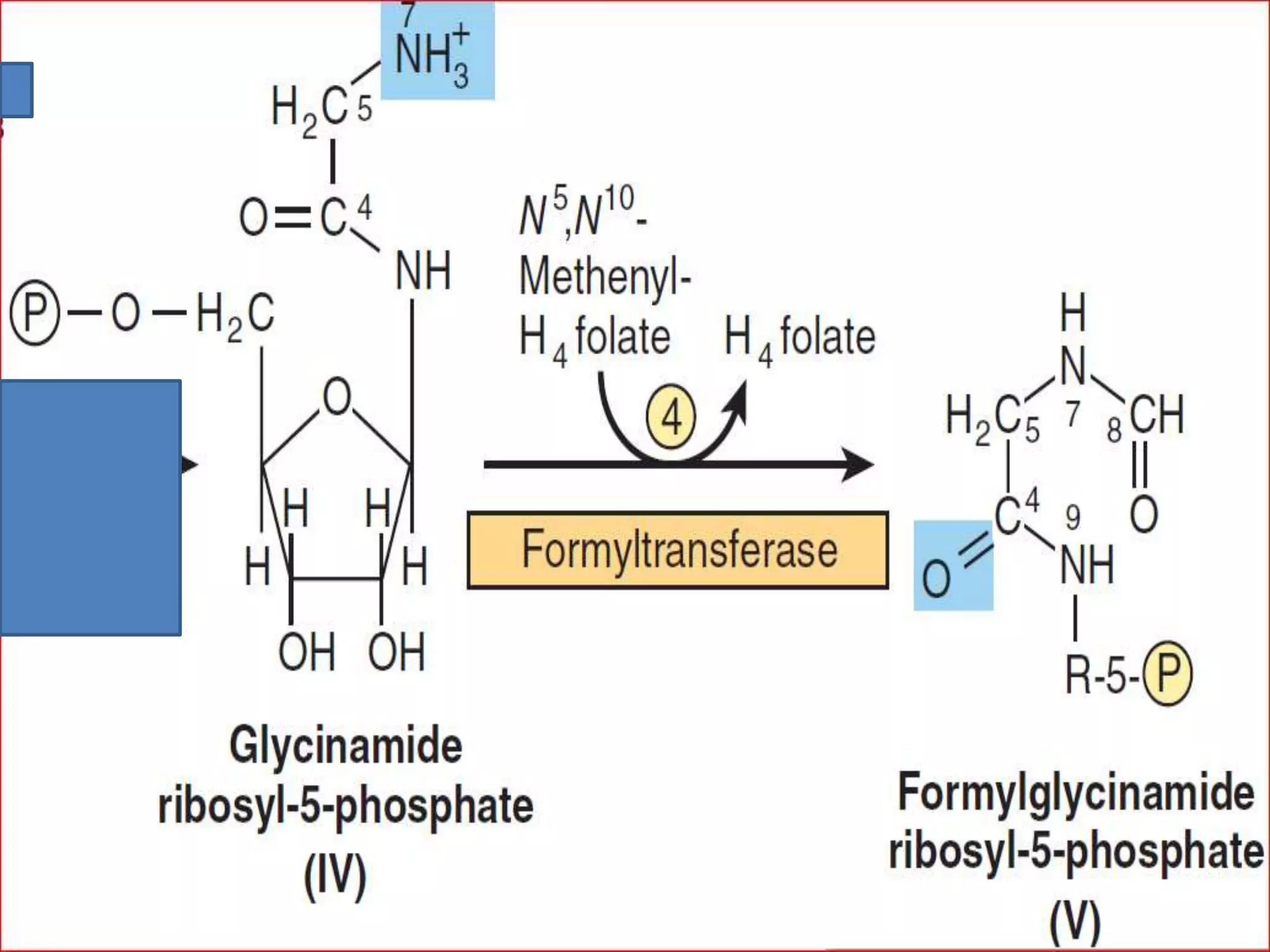 Nucleotides chemistry and metabolism | PPTX