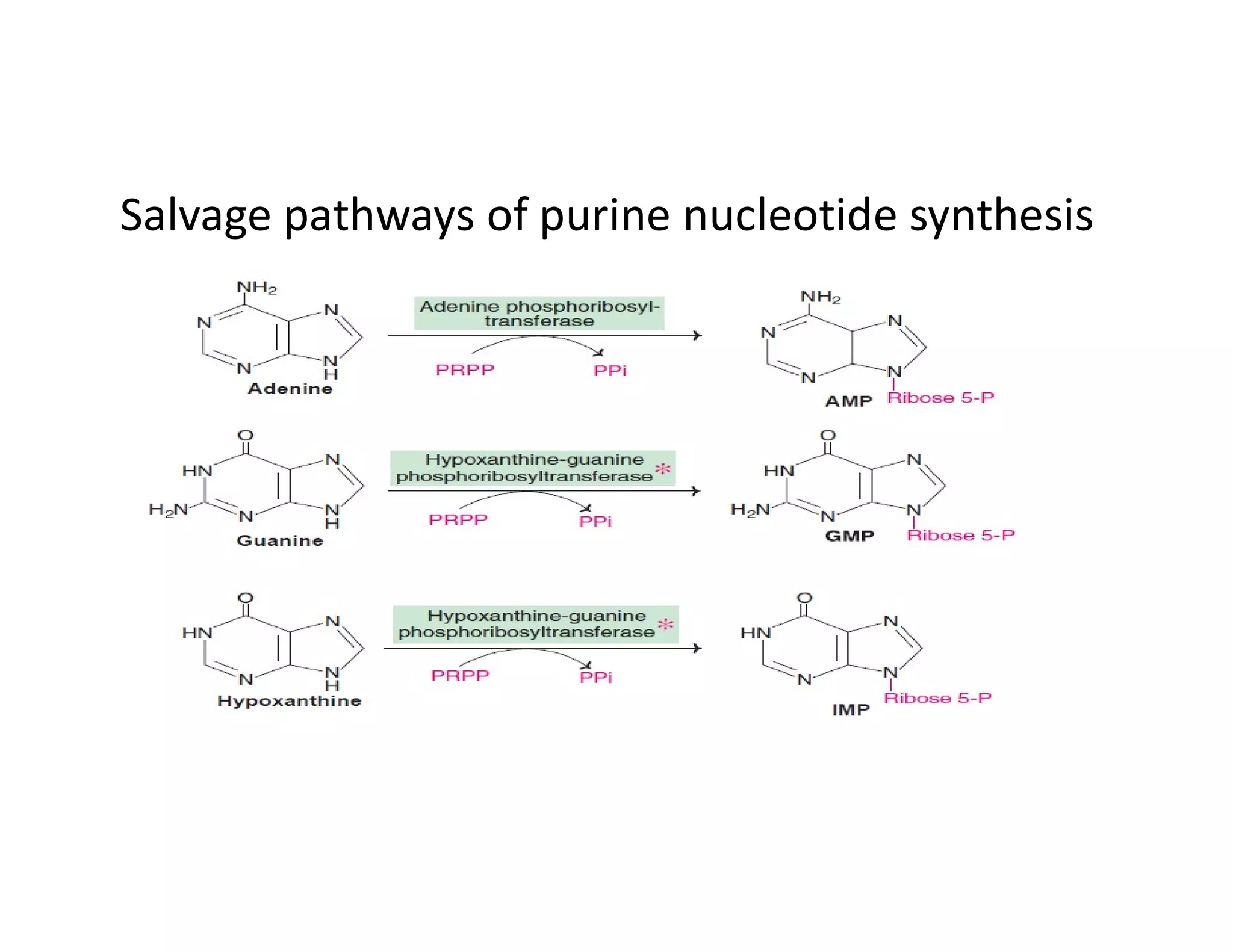 Biosynthesis of Purine and Pyrimidine Nucleotides | PDF