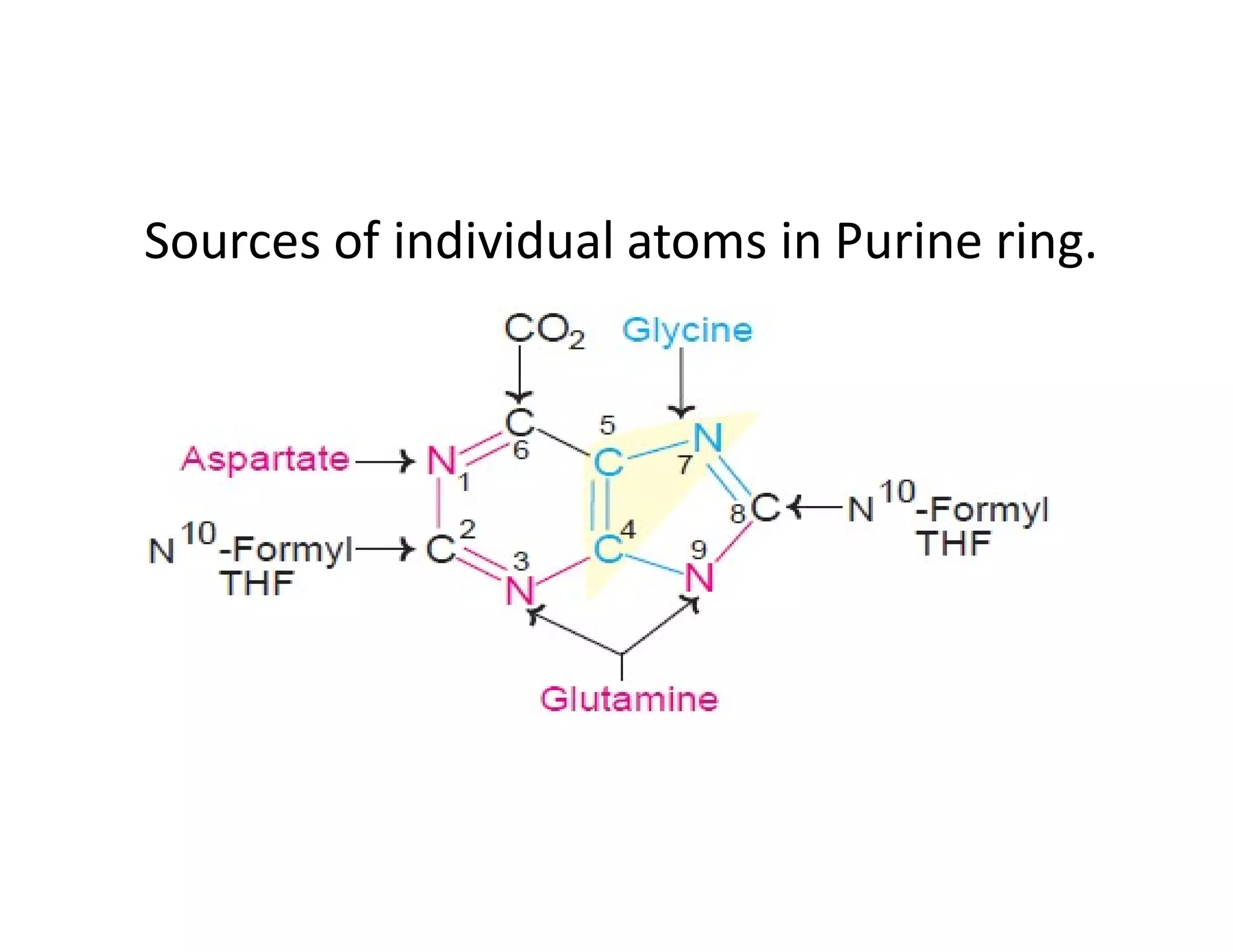 Biosynthesis of Purine and Pyrimidine Nucleotides | PDF