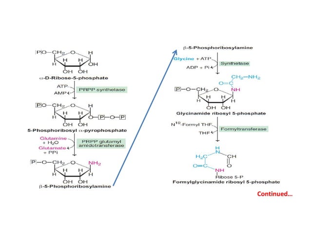 Biosynthesis of Purine and Pyrimidine Nucleotides | PDF | Endocrine and Metabolic Diseases ...