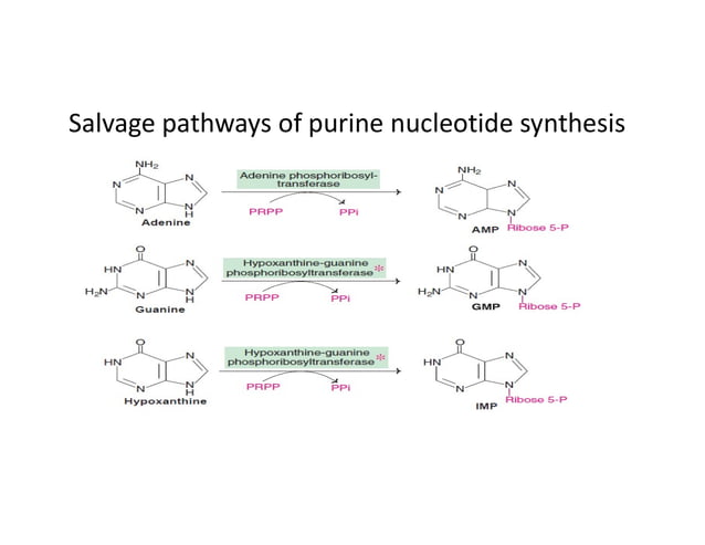 Biosynthesis of Purine and Pyrimidine Nucleotides | PDF | Endocrine and ...