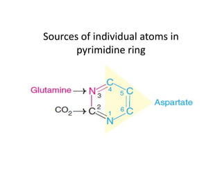 Biosynthesis of Purine and Pyrimidine Nucleotides | PDF