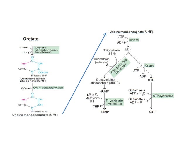Biosynthesis of Purine and Pyrimidine Nucleotides | PDF | Endocrine and Metabolic Diseases ...
