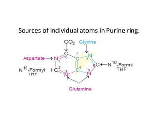 Biosynthesis of Purine and Pyrimidine Nucleotides | PDF
