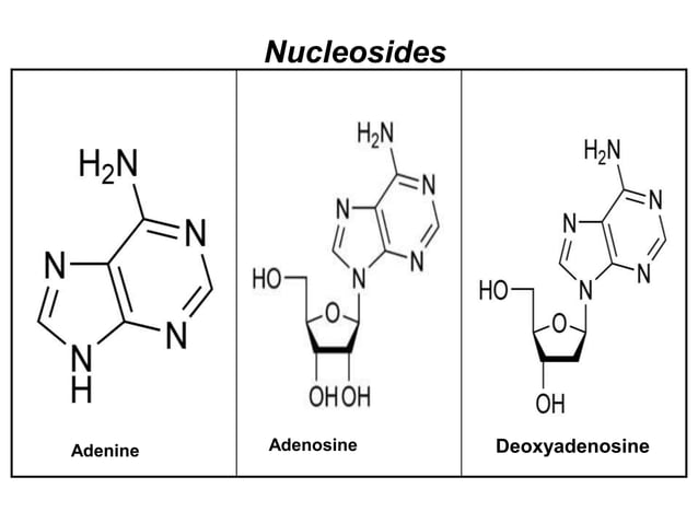 NUCLEOTIDES(1).pptx Presentation on nucleotides structure | PPT