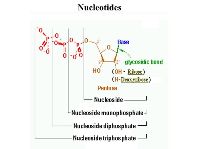 NUCLEOTIDES(1).pptx Presentation on nucleotides structure | PPT