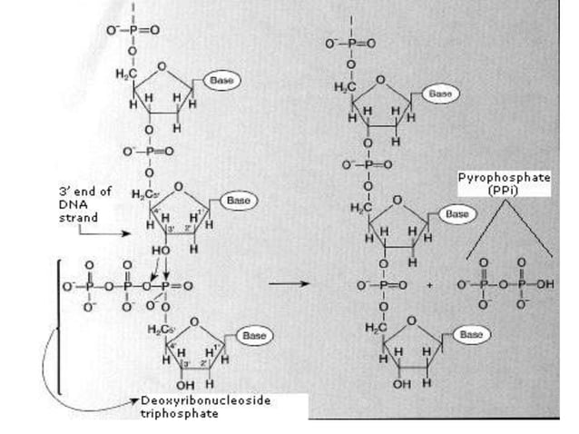 NUCLEOTIDES(1).pptx Presentation on nucleotides structure | PPT