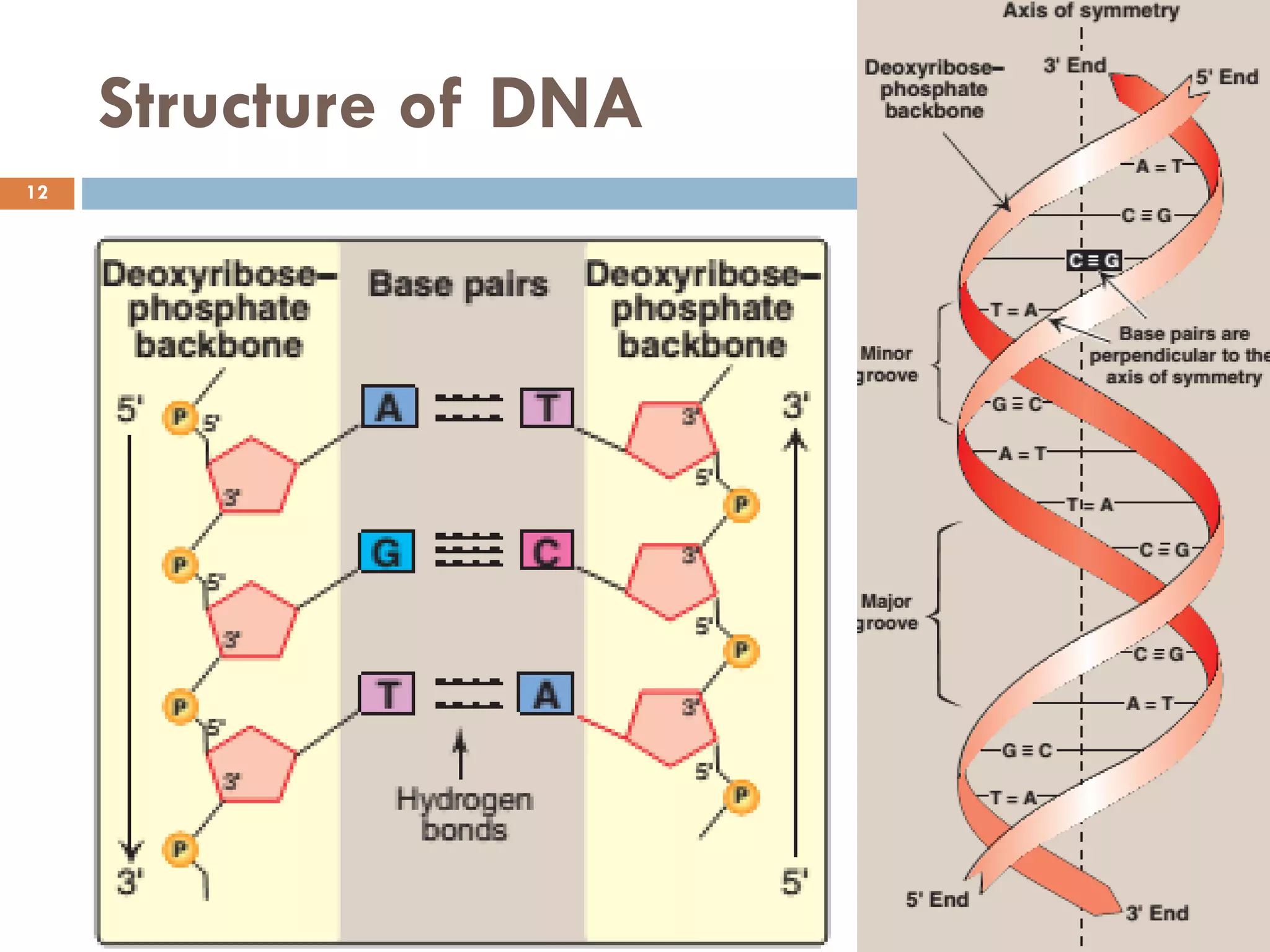 Nucleotides and nucleic acids | PDF