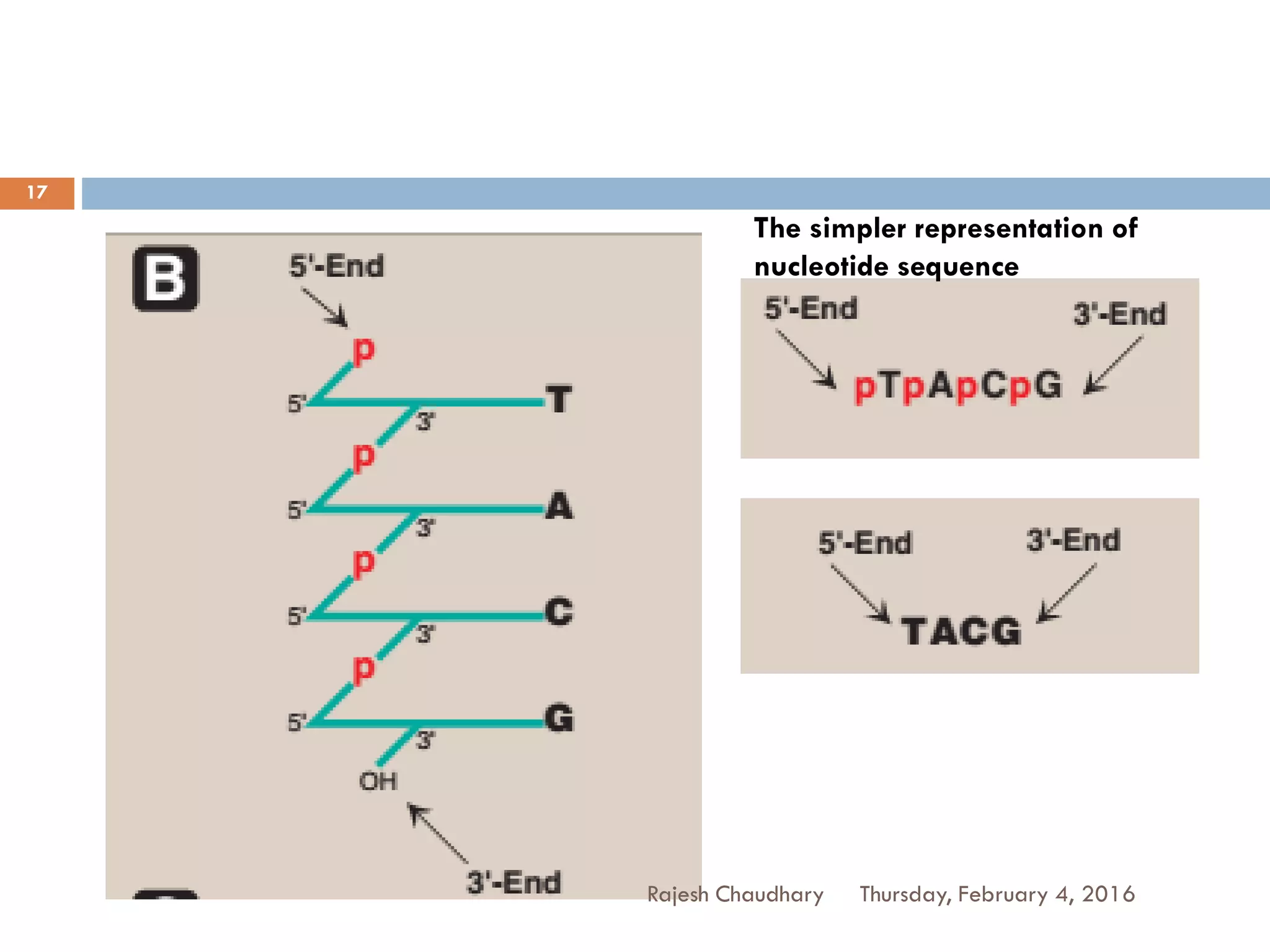 Nucleotides and nucleic acids | PDF
