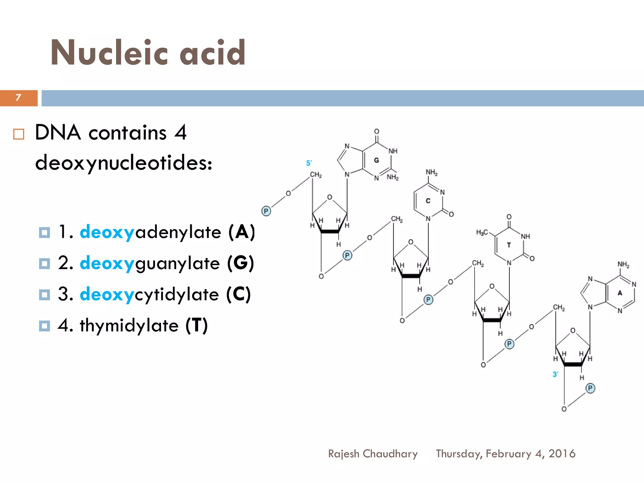 Nucleotides and nucleic acids | PDF