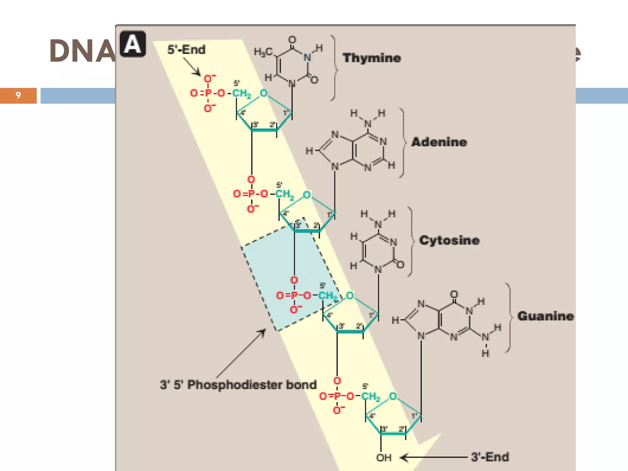 Nucleotides and nucleic acids | PDF