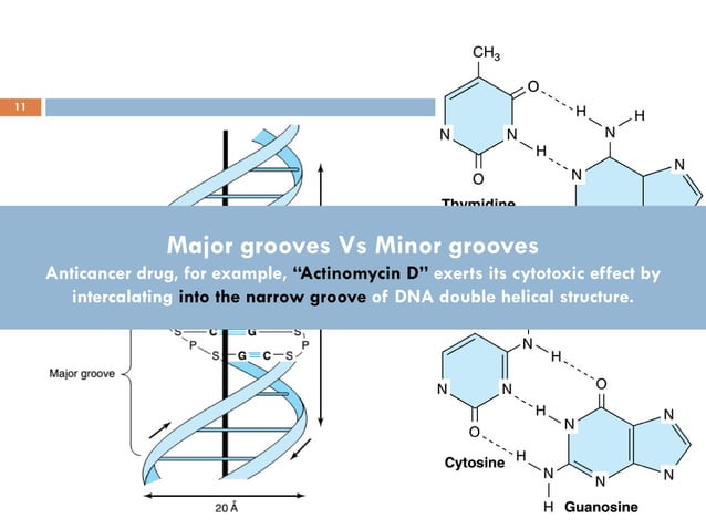 Nucleotides and nucleic acids | PDF | Chemistry | Science