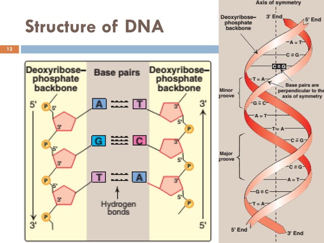 Nucleotides and nucleic acids | PDF | Chemistry | Science