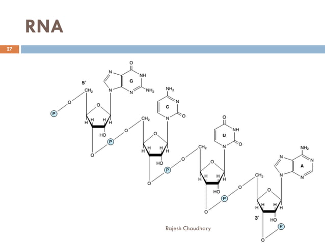 Nucleotides and nucleic acids | PDF | Chemistry | Science