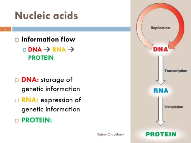 Nucleotides and nucleic acids | PDF | Chemistry | Science