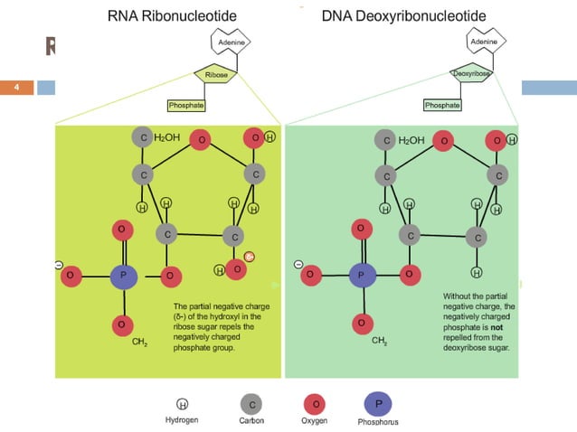 Nucleotides and nucleic acids | PDF | Chemistry | Science