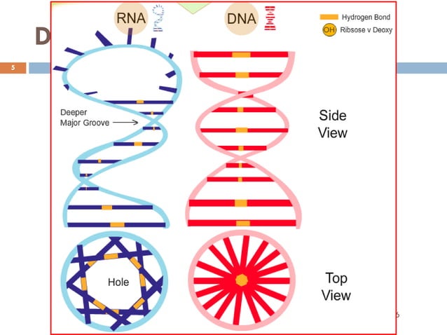 Nucleotides and nucleic acids | PDF | Chemistry | Science
