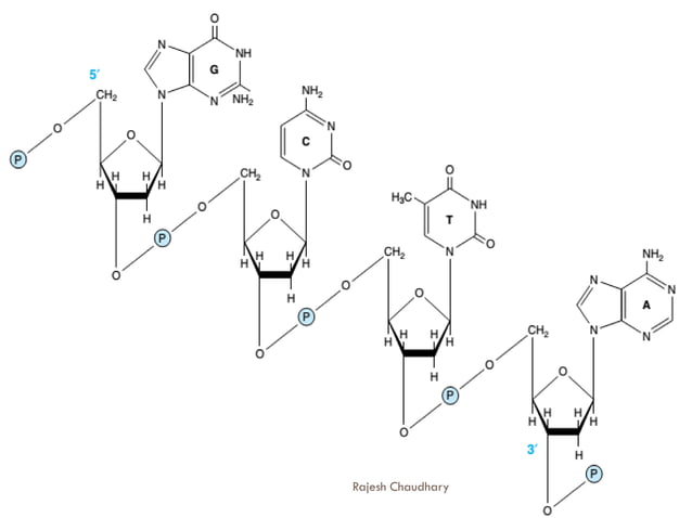 Nucleotides and nucleic acids | PDF | Chemistry | Science