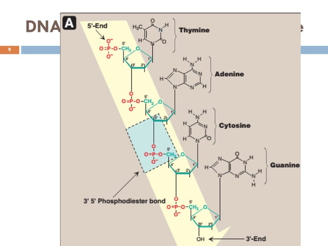 Nucleotides and nucleic acids | PDF | Chemistry | Science