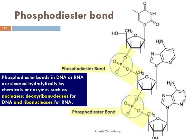 Nucleotides and nucleic acids