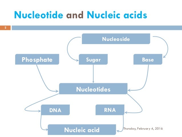 Nucleotides and nucleic acids