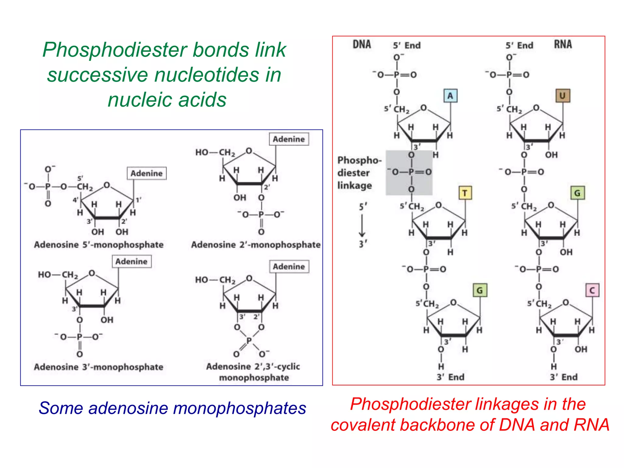 Nucleotides and nucleic acids | PPT