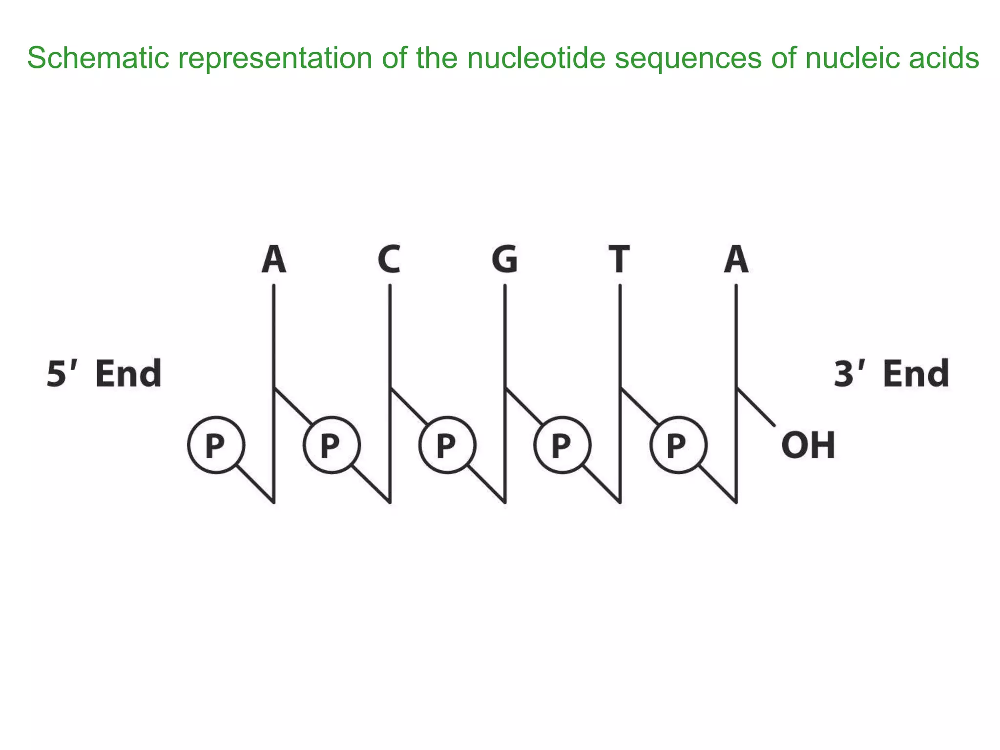 Nucleotides and nucleic acids | PPT