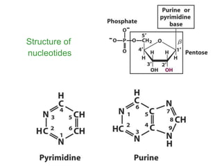 Nucleotides and nucleic acids | PPT