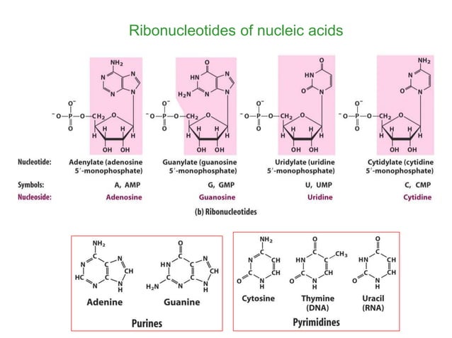 Nucleotides and nucleic acids | PPT