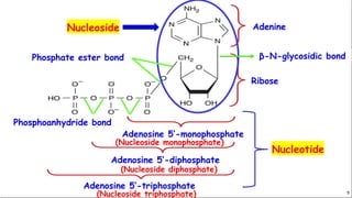 Nucleotides and their metabolisms Medical Biochemistry_gokseminsengul.pdf