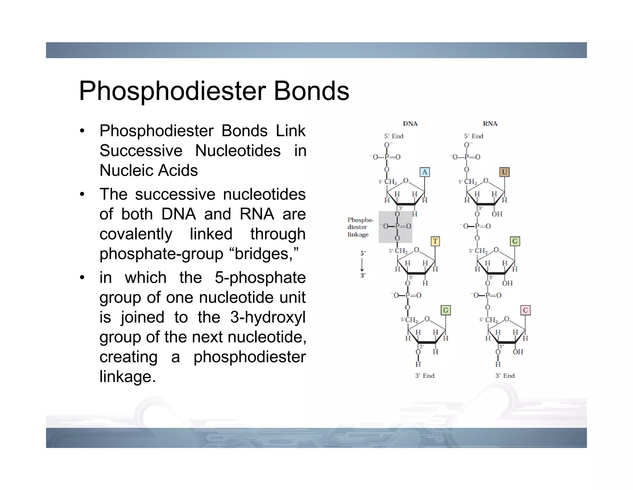 Nucleotides an introduction | PDF