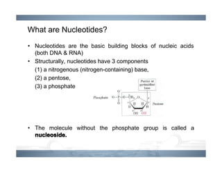 Nucleotide Definition