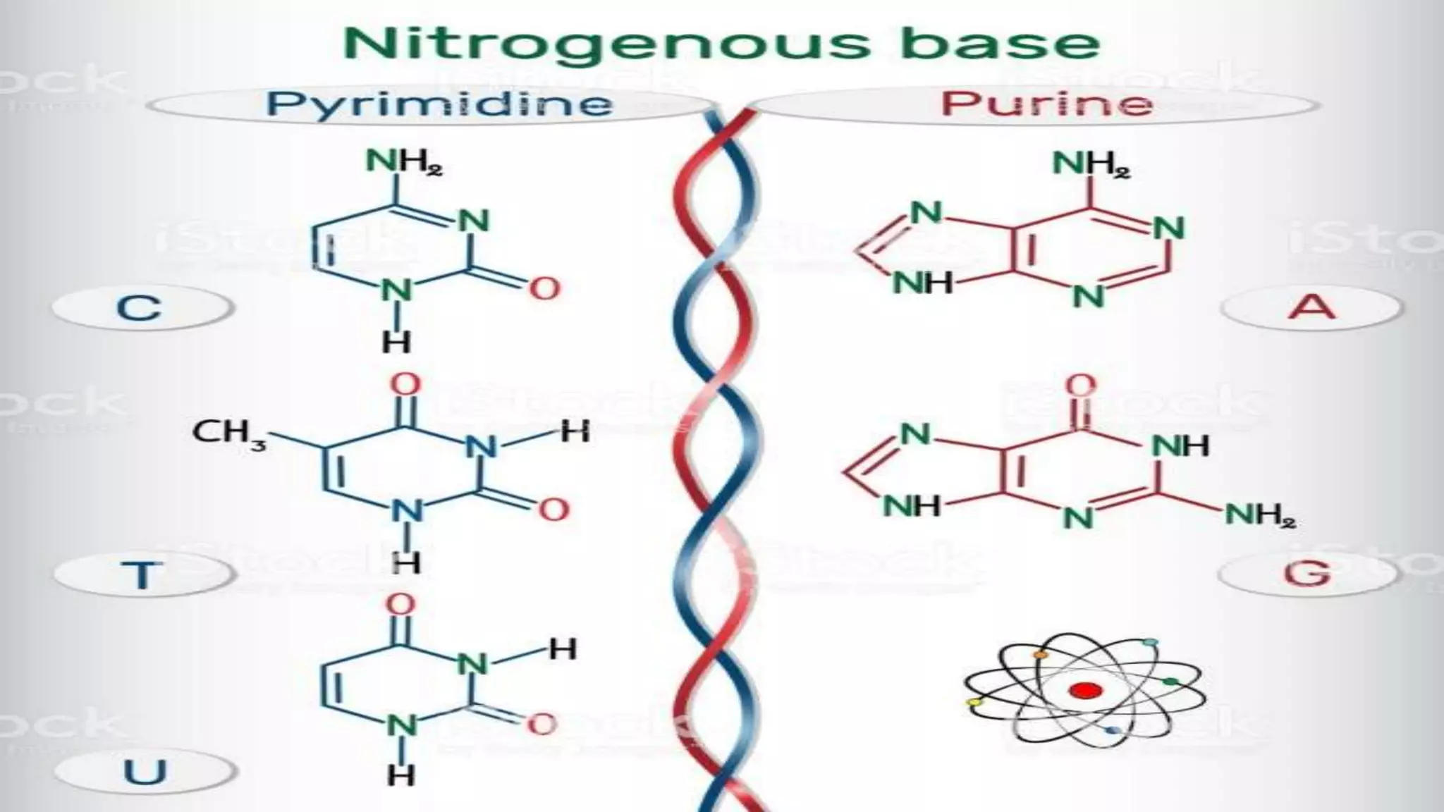 Nucleotides as source of energy-Biomolecules and bioenergetics | PPTX