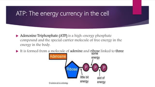 Nucleotides as source of energy-Biomolecules and bioenergetics | PPT