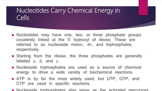 Nucleotides as source of energy-Biomolecules and bioenergetics | PPT