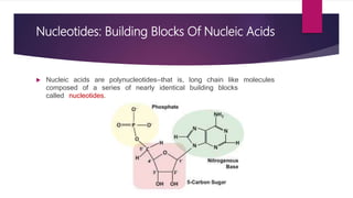 Nucleotides as source of energy-Biomolecules and bioenergetics | PPT