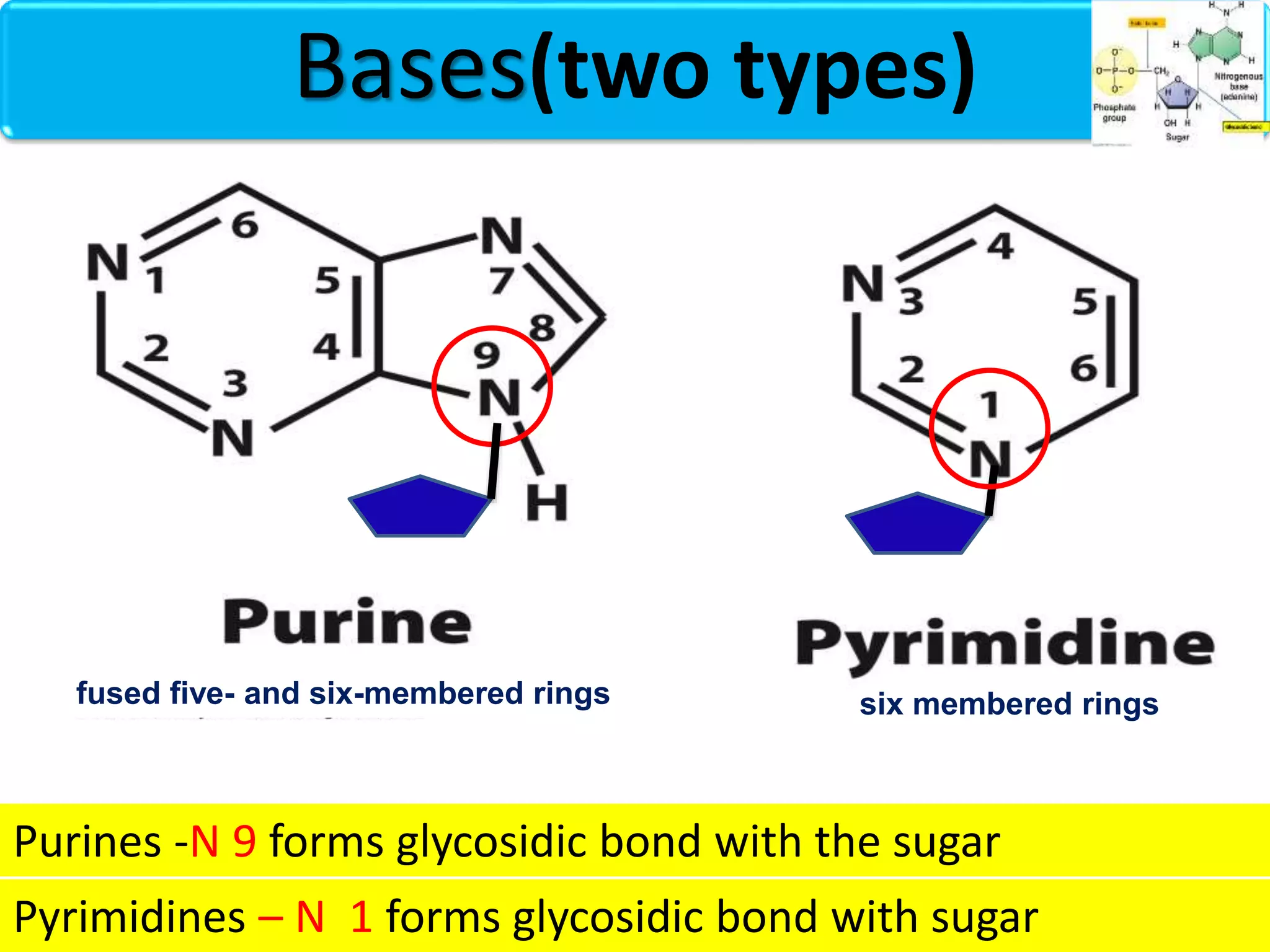 Nucleotides Chemistry | PPTX