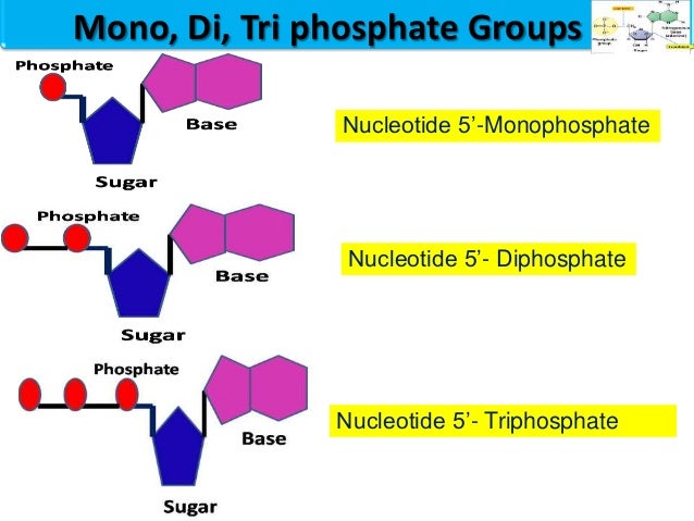 Nucleotides Chemistry