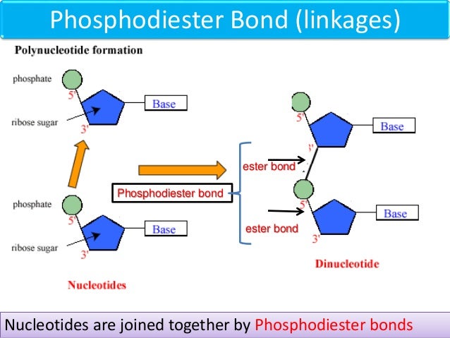 Nucleotides Chemistry