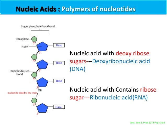 Nucleotides Chemistry