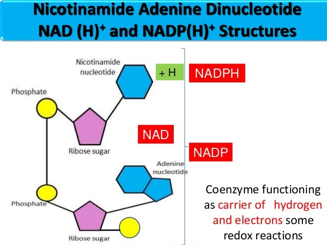 Nucleotides Chemistry