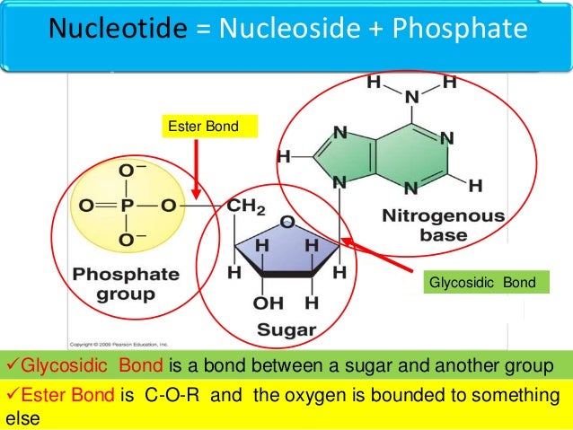 Nucleotides Chemistry