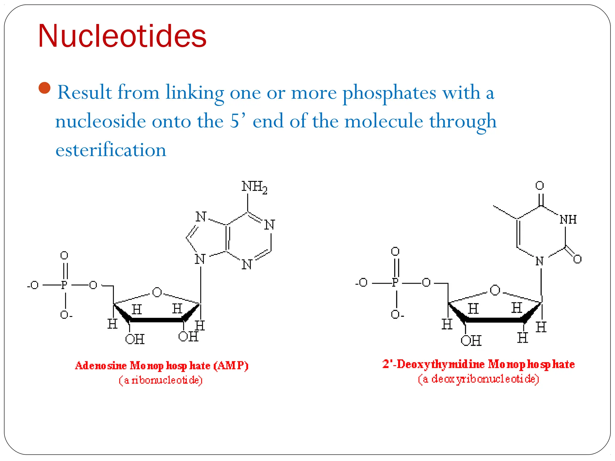 nucleotidesmetabolism.pdfbbbbbbbbbbbbbnbbbbbb | PDF