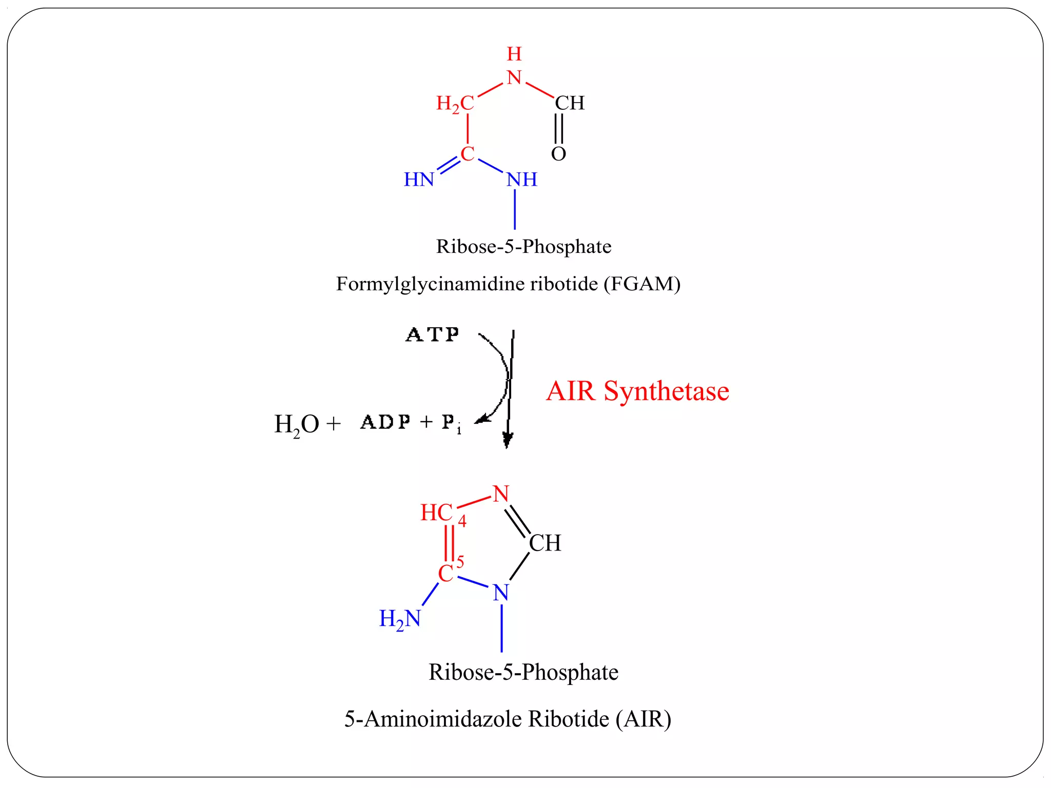 Nucleotides metabolism | PPT