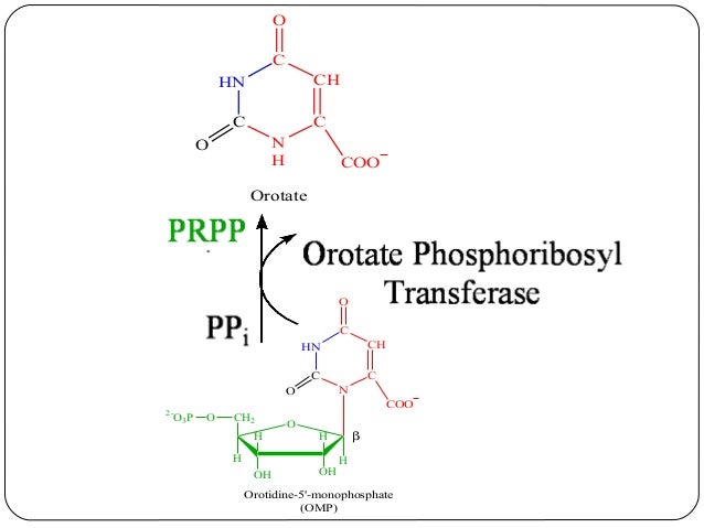 Nucleotides metabolism