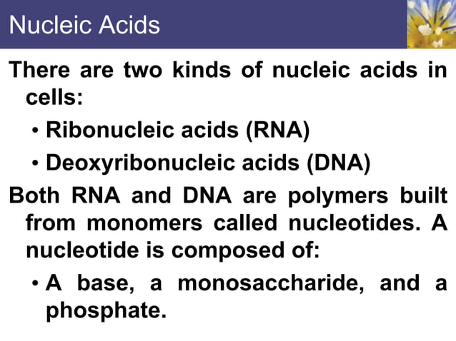 NUCLEOTIDES,NUCLEIC ACID AND HEREDITY.ppt
